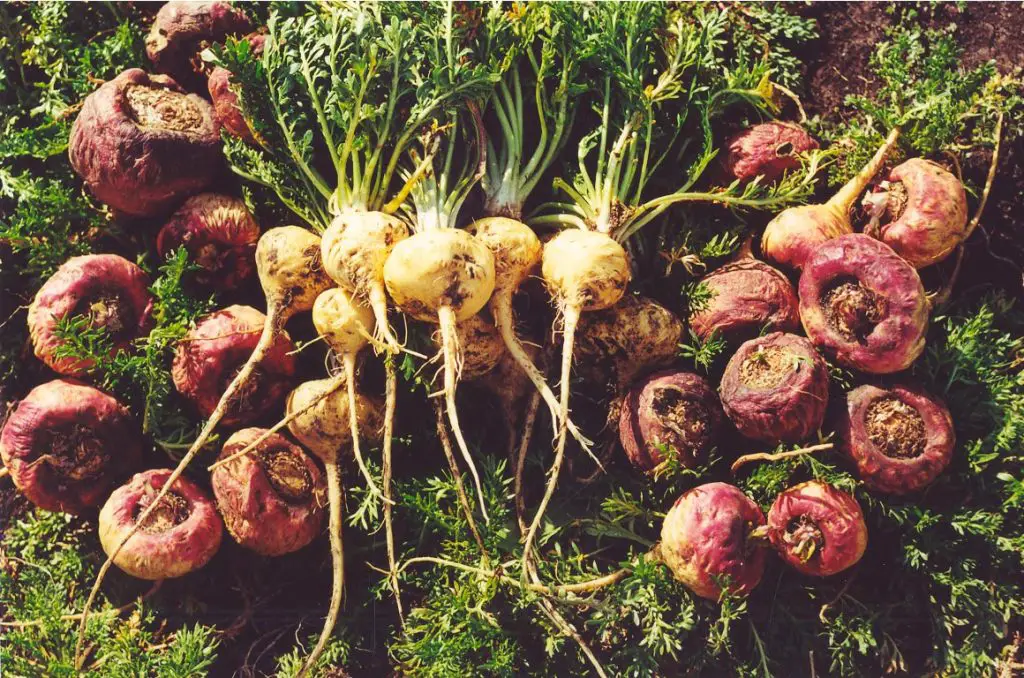 Maca Root - Side Effects, Uses and Benefits Maca Root - Side Effects, Uses and Benefits