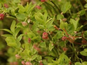 Bilberry - Health Benefits, Uses and Side Effects