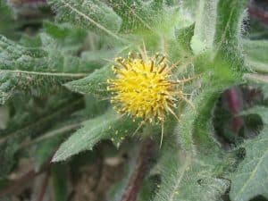Blessed Thistle Herb - Health Benefits and Side Effects