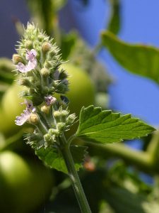 Catnip Herb Benefits, Uses and Side Effects