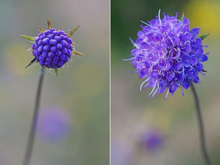 Devil's Bit Scabious Herb - Uses and Benefits