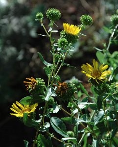 Grindelia Uses, Side Effects and Benefits as a Medicinal Herb
