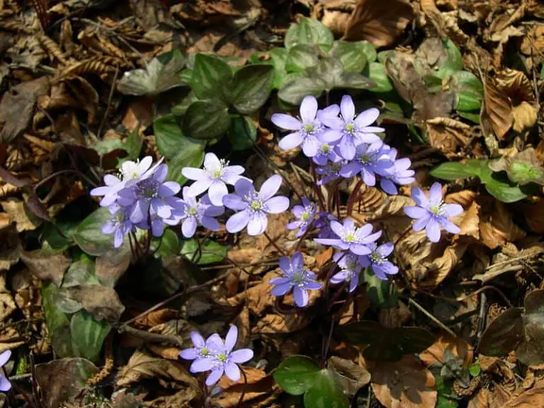Hepatica Uses and Benefits as a Healing Plant
