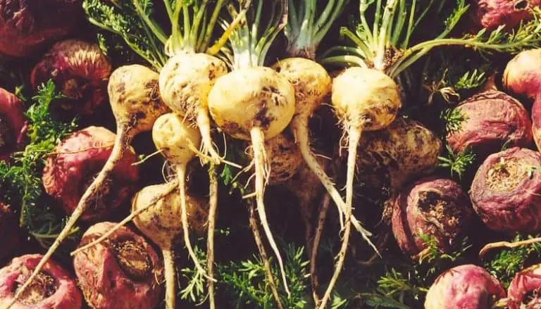 Maca Root - Side Effects, Uses and Benefits