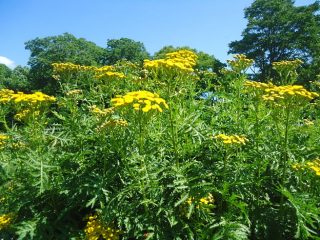 Tansy Herb Uses, Side Effects and Health Benefits