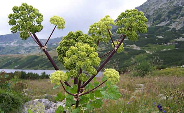 Angelica Benefits, Side Effects and Uses of Its Root