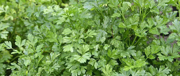 Growing Parsley Indoors from Seeds is Easy and Fun