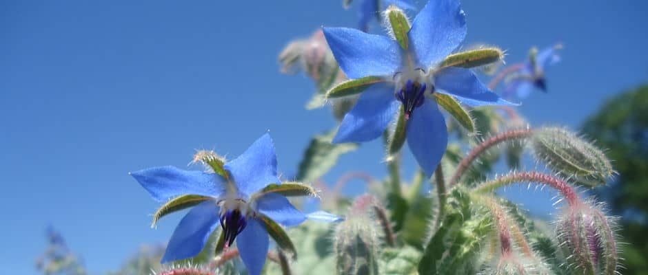 What is Borage used for? - The Herbal Resource