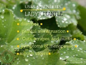 Lady's Mantle Benefits and Uses as a Medicinal Herb