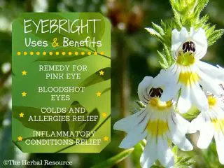 Eyebright Uses, Benefits and Side Effects