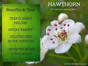 Hawthorn Herb - Side Effects, Uses and Health Benefits