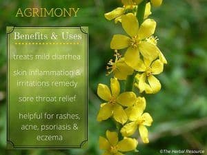 Agrimony Herb - Uses, Side Effects and Benefits