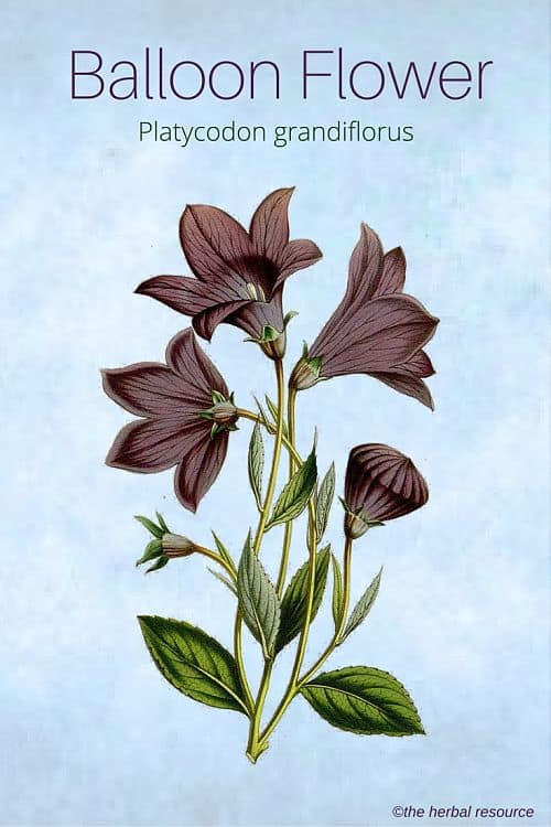 Balloon Flower - Medicinal Uses and Health Benefits