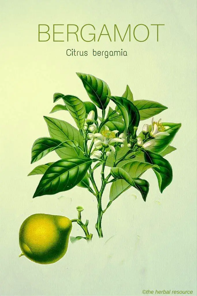 Bergamot Oil Herb Uses And Health Benefits
