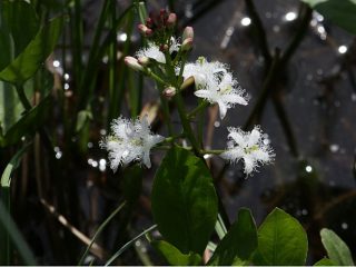 Bogbean - Medicinal Uses, Side Effects and Benefits