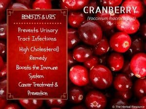 Cranberry - Side Effects, Uses and Benefits