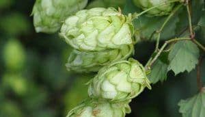 Hops Plant Uses, Benefits and Side Effects as a Medicinal Herb