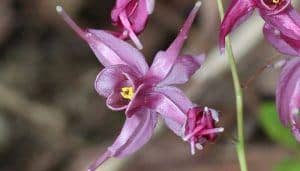 Horny Goat Weed - Side Effects and Benefits