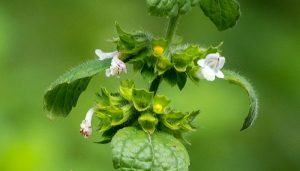 Lemon Balm Herb Uses, Benefits and Side Effects