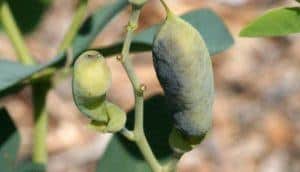 Wild Indigo Herb Uses, Side Effects and Benefits