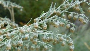 Wormwood Herb Uses, Side Effects and Health Benefits