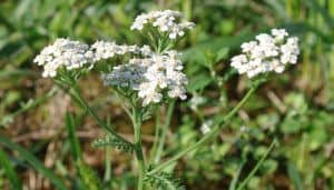 Yarrow Herb Uses, Health Benefits and Side Effects