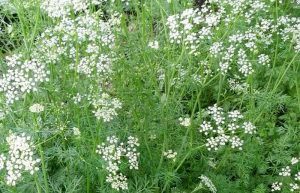 Cumin Benefits, Side Effects and Uses as a Medicinal Herb and Spice