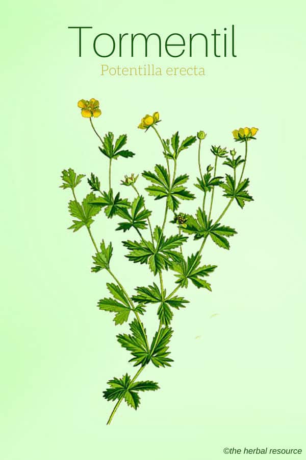 Tormentil Herb Uses, Health Benefits and Side Effects