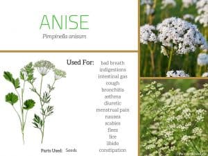Anise Seed - Heatlh Benefits, Uses and Side Effects